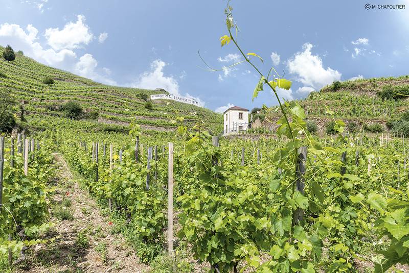 The World's 50 Best Vineyards 2025: the 51-100 list revealed